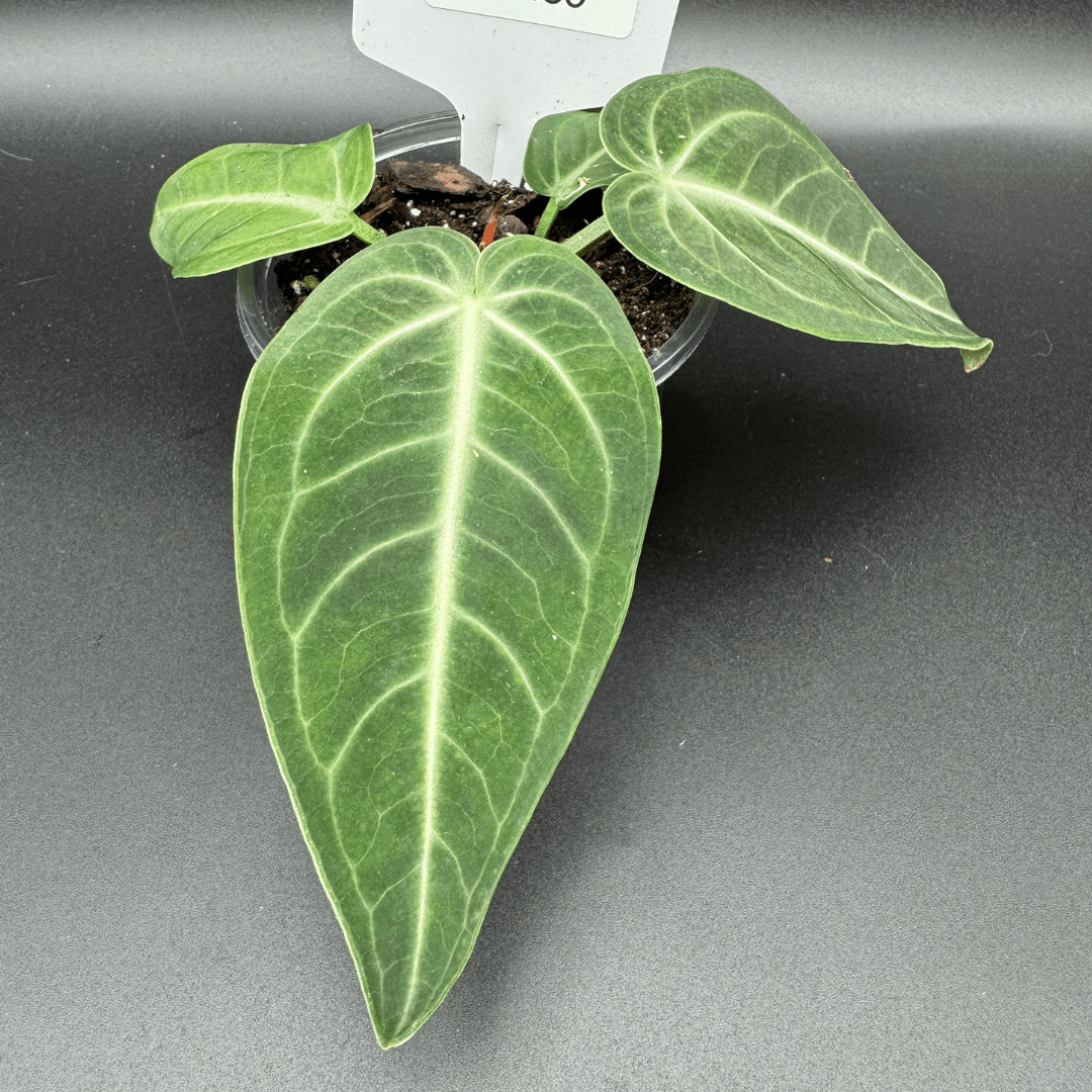 Anthurium Villenaorum: The Hidden Gem of Tropical Plant Collections ...