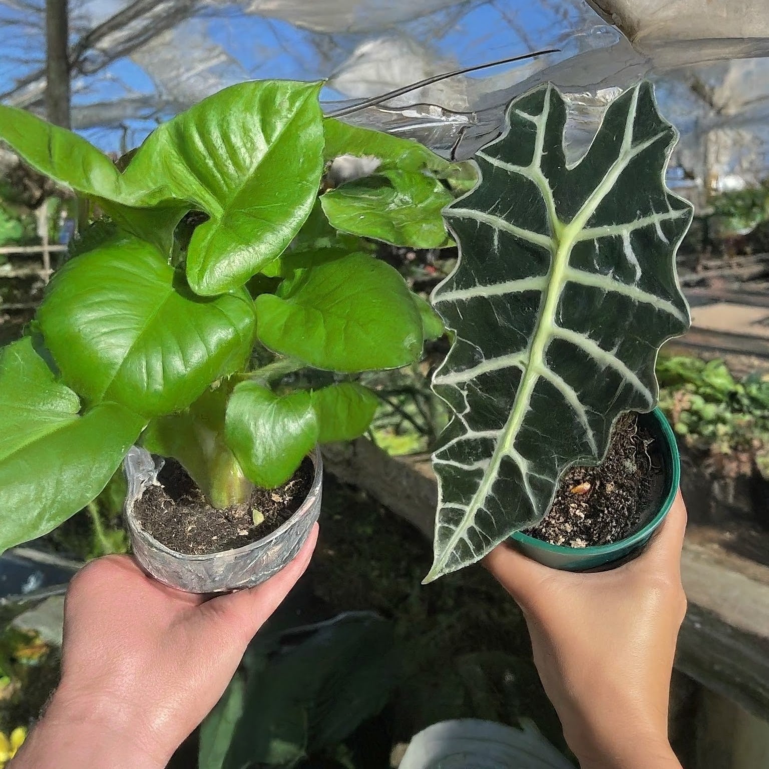 The Art of Selection: Exact Plant vs. Grower's Choice in Rare Plant ...