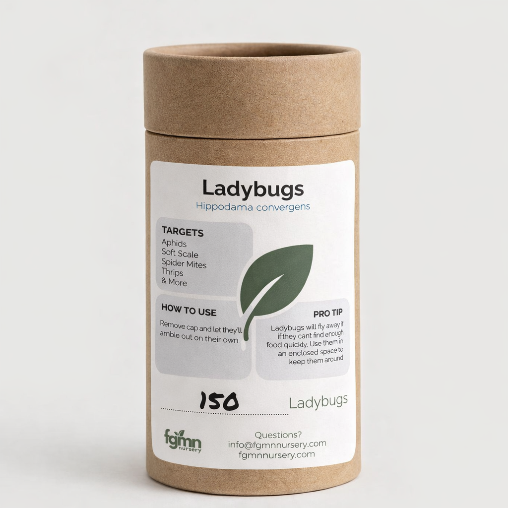 Native Ladybugs for Sale | Ready-to-Release Aphid Control – FGMN Nursery