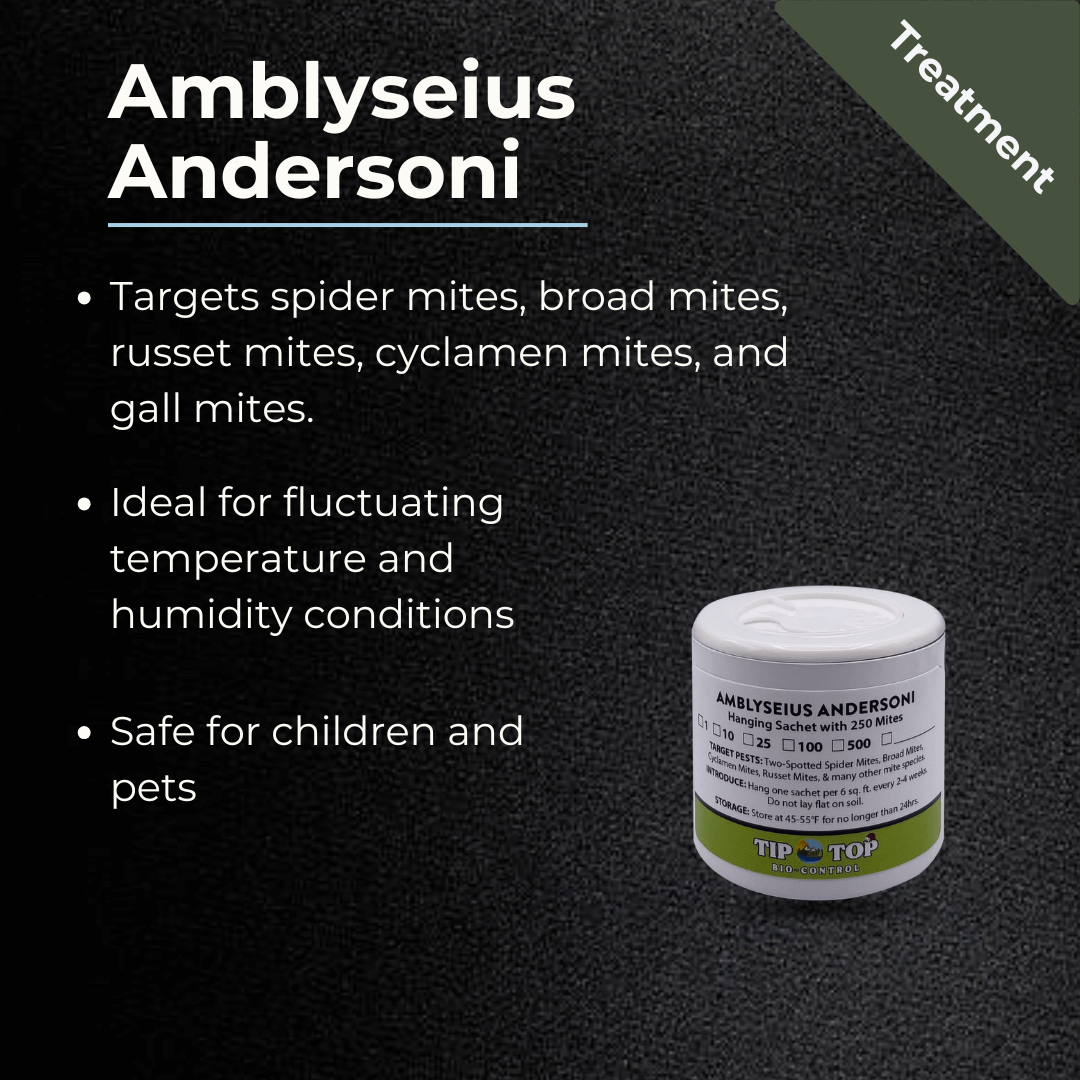 Amblyseius andersoni Bottles – Fast Multi-Mite Suppression – FGMN Nursery
